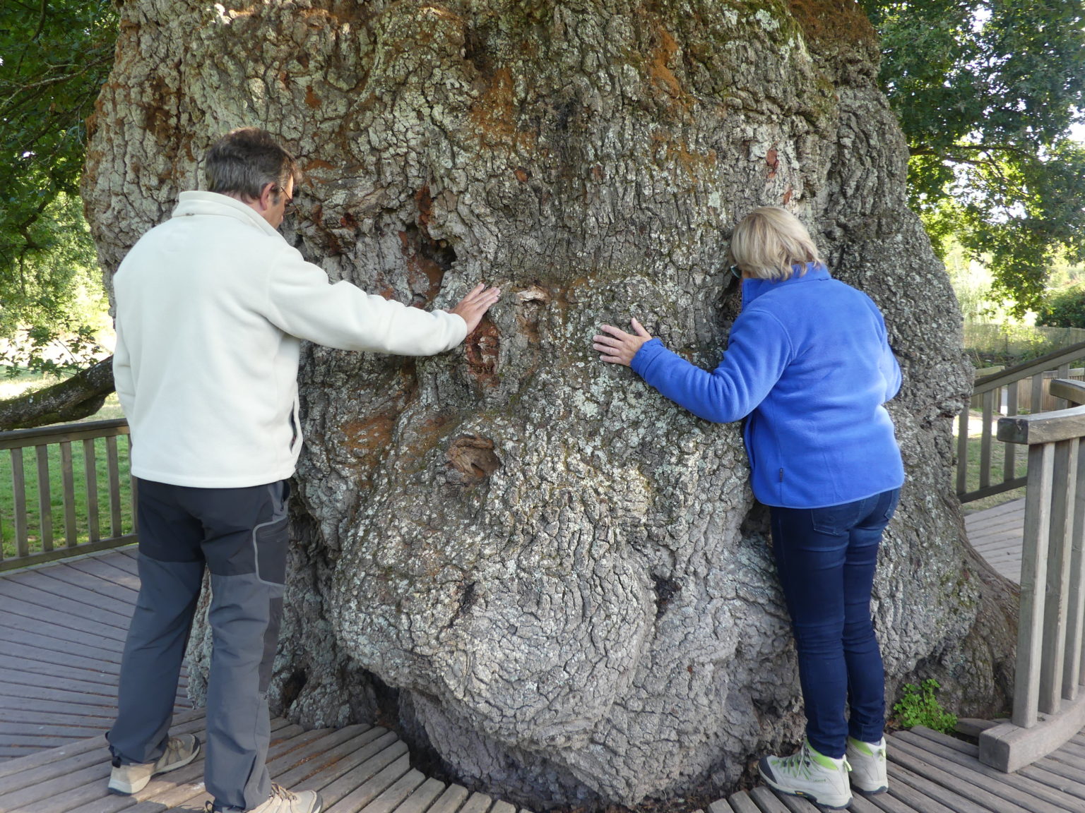 La communication avec les arbres - L'Atelier des Chemins